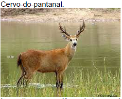 Questão 3002763 MS CONCURSOS - Analista Técnico I (SEBRAE RO)