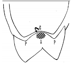 Questão 2559275 FAUEL - Cirurgião Dentista (Pref Guarapuava)